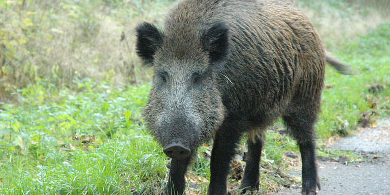 LUPAR zaopiekuje się dzikimi zwierzętami ze Świnoujścia – Świnoujście