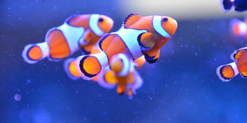 Jedyna okazja, aby zobaczyć na żywo rybkę Nemo – Świnoujście